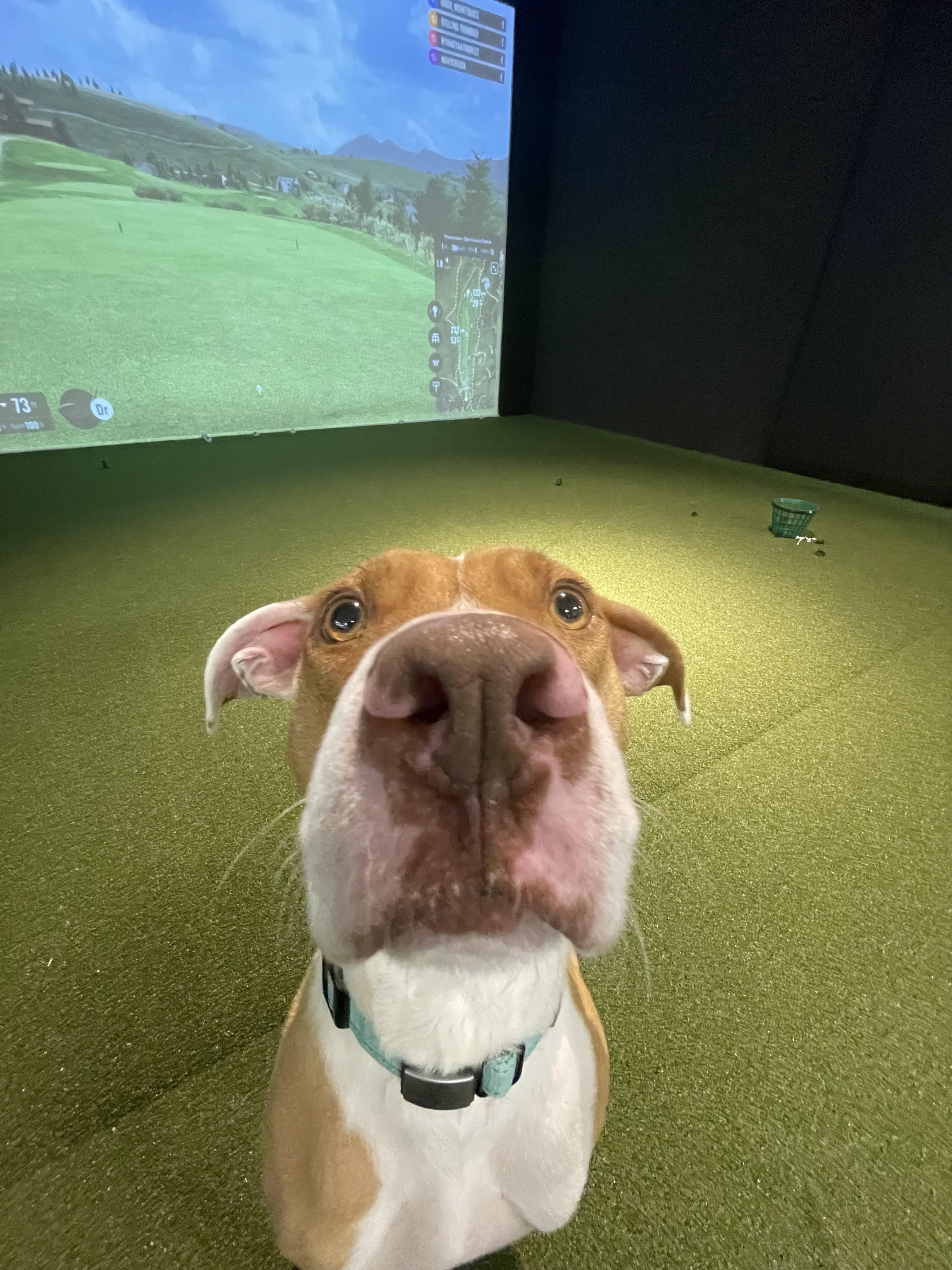 Indoor Golf Simulator in Cinnaminson, NJ - Dogleg Golf